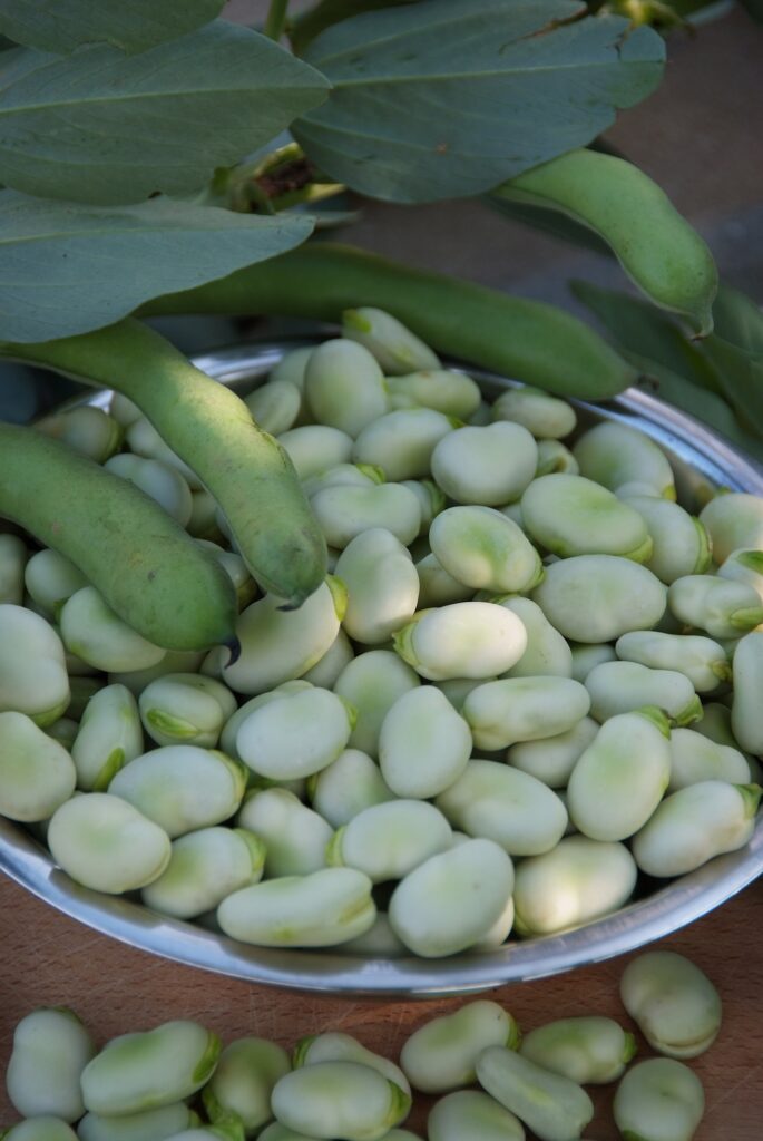 growing broad beans - Harvest Homegrown